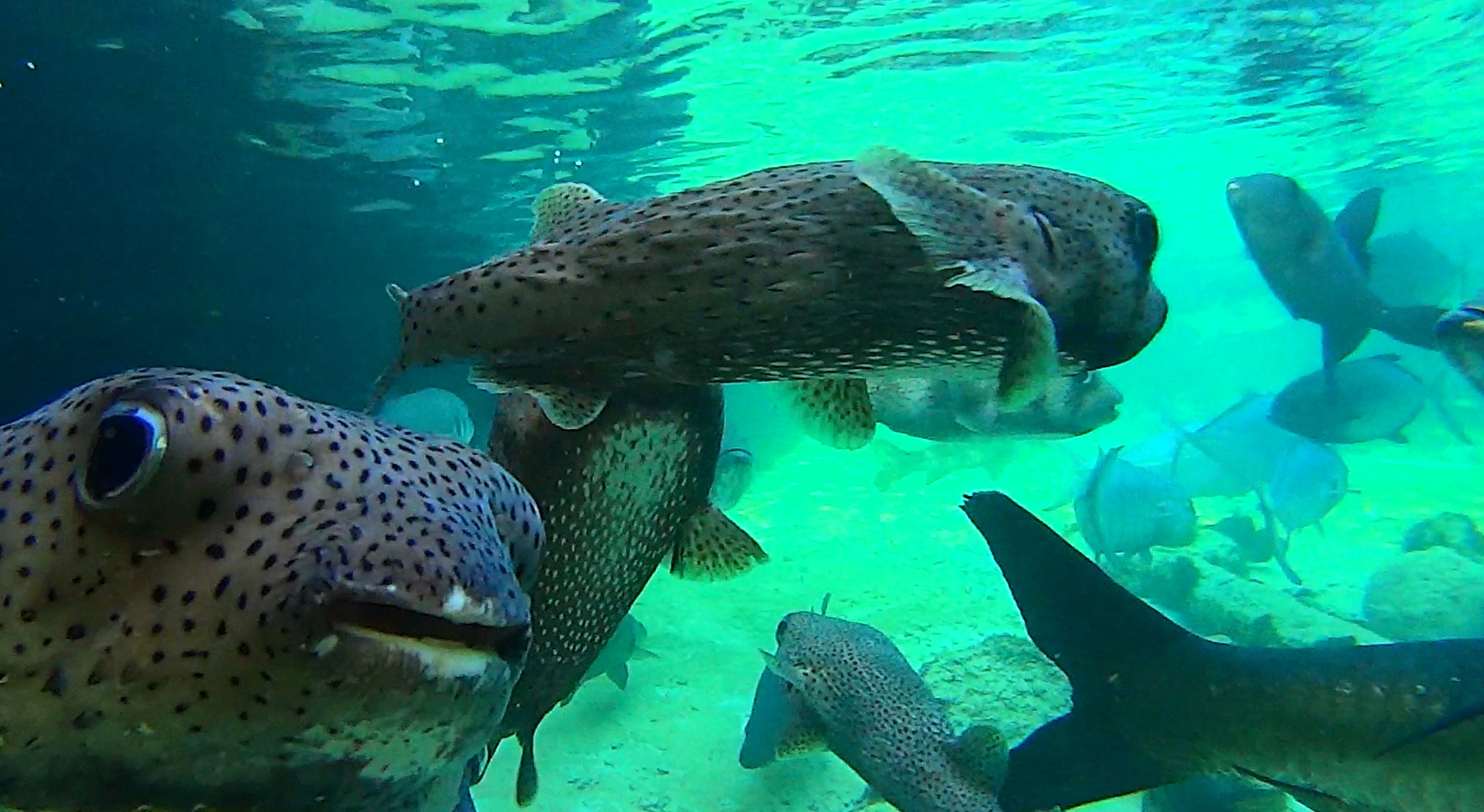 OCEANARIO ISLAS DEL ROSARIO CEINER